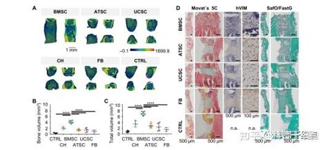 《science》子刊：骨髓间充质干细胞可再生大型骨损伤，或能取代骨移植手术 知乎