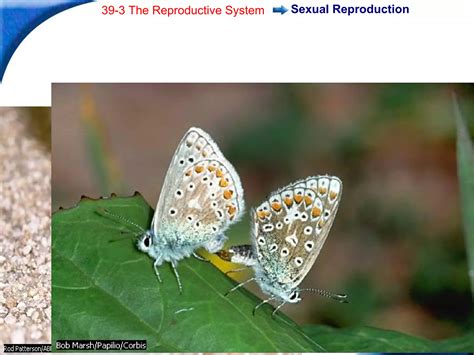 Reproductive System Ppt Ppt