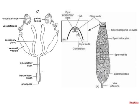 Insect Reproductive System Entomology 1 Pdf