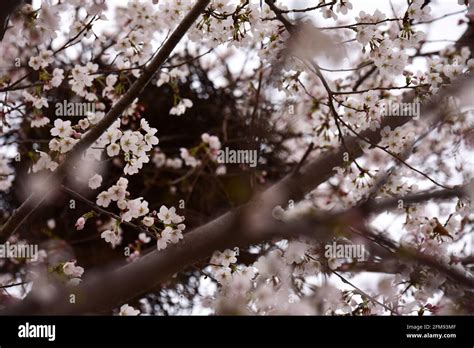 Cherry Blossom On Tree Branch Stock Photo Alamy Cherry Blossom On Tree Branch Stock Photo Alamy