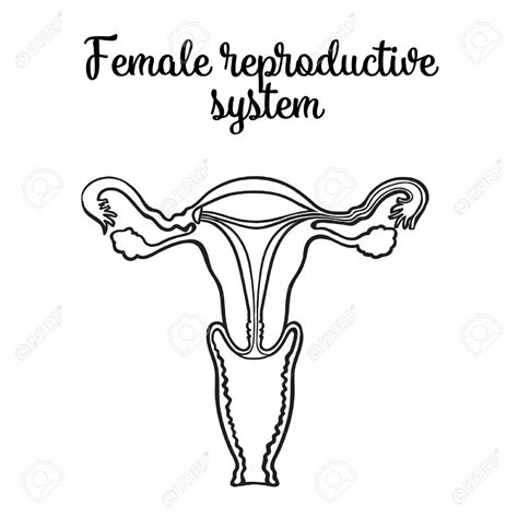 Female Reproductive System Drawing At Getdrawings Free Download