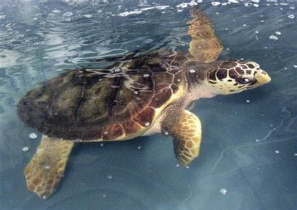 Loggerhead Turtle Facts Amazing Loggerhead Sea Turtle Facts