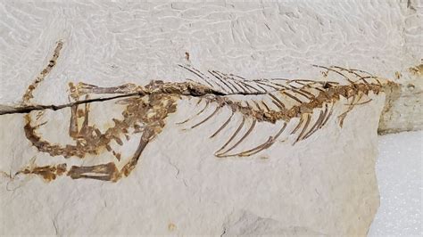 Adventures In The Prep Lab — Paleontological Research Institution