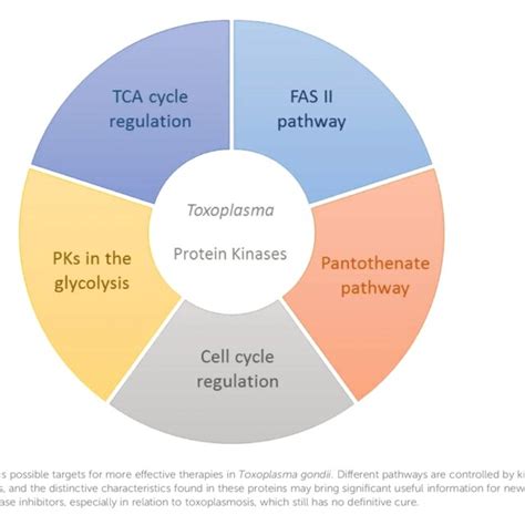 Serological Methods Used In The Diagnostics Of Toxoplasma Gondii Infection Download