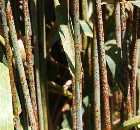 New Understanding On How Plants Defend Themselves Against Rust 30