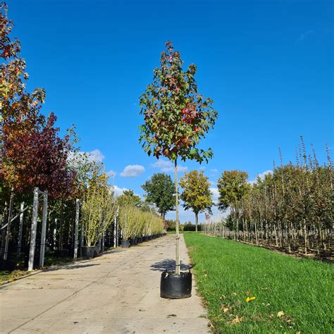 Amberboom Liquidambar Styraciflua Betuwebomen Nl