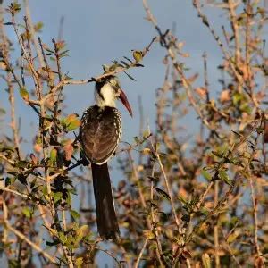 Tanzanian Red Billed Hornbill Facts Diet Habitat And Pictures On