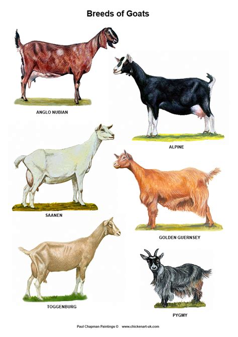 A4 Posters Breeds Of Goats Etsy