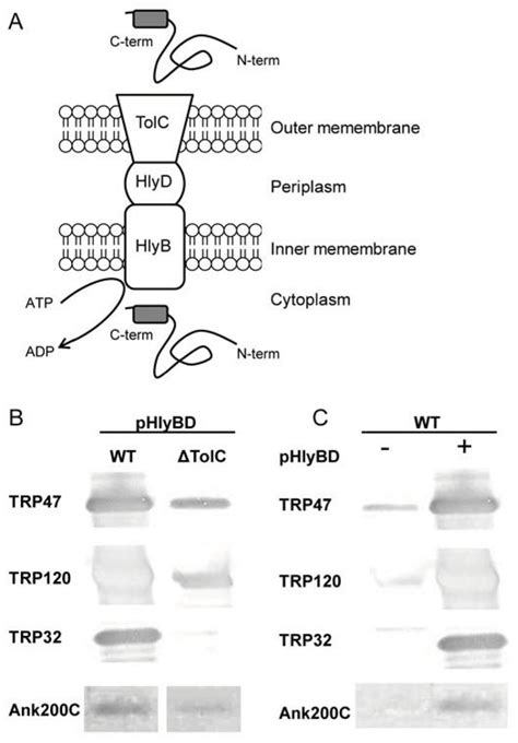 Trp120 Directly Binds Host Genomic Dna At A Specific Motif And