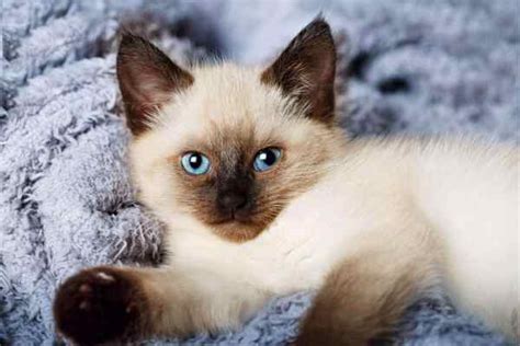 12 Small Cat Breeds Youll Adore