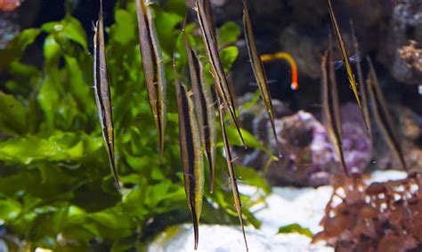 Jointed Razorfish Aquarium De Biarritz