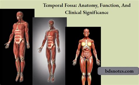 Temporal Fossa Anatomy Function And Clinical Significance Bds Notes