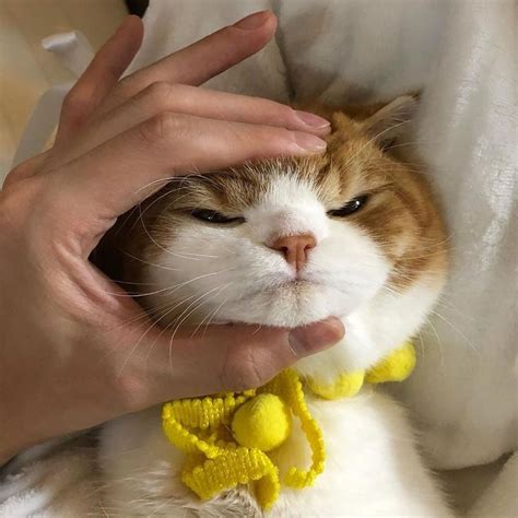 Cat Cat Lover Cuties