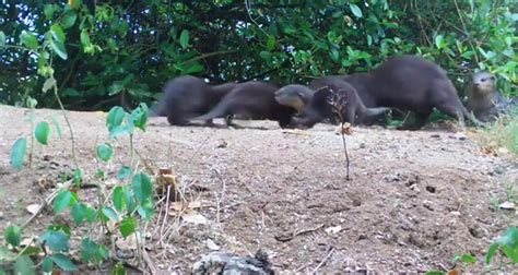 حيوان مهدد بالانقراض موجود فقط بأهوار العراق اندبندنت عربية