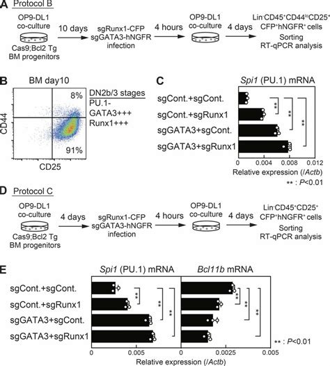 Deletion Of Runx1 And Gata3 Induces Derepression Of Spi1 Expression In Download Scientific