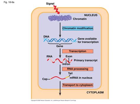 Regulation Of Gene Expression Ppt Download