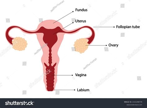 163 Layers Uterus Images Stock Photos Vectors Shutterstock