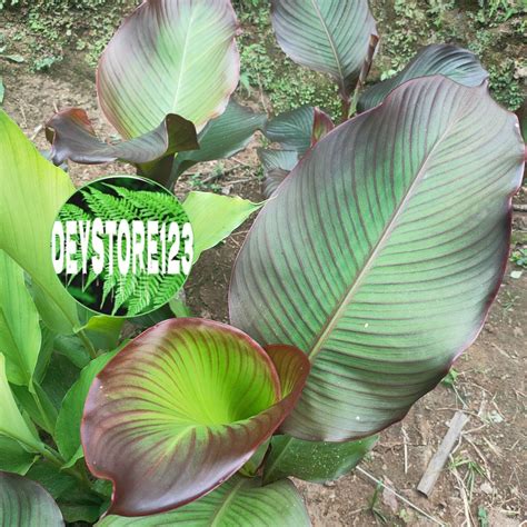 Daun Ganyong Merah Segar Per 1 Kg Lazada Indonesia