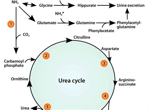 The Urea Cycle