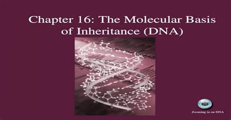 ppt chapter 16 the molecular basis of inheritance dna dokumen tips