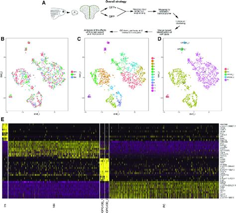 Cell Sorting And Categorization Of Cell Types A Overall Strategy For Download Scientific