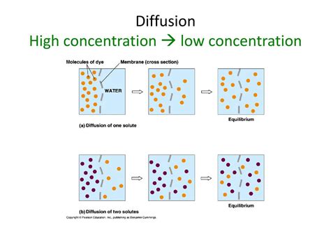 Movement Across Membranes Ppt Download