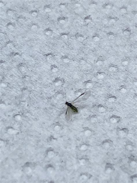 Whats This Lovely Bug Swarms Of Them Hovering Together Flying Over