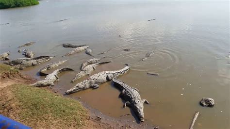 Terror Y Adrenalina En El Cocodrilario En San Blas Nayarit Youtube