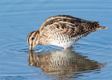Common Snipe