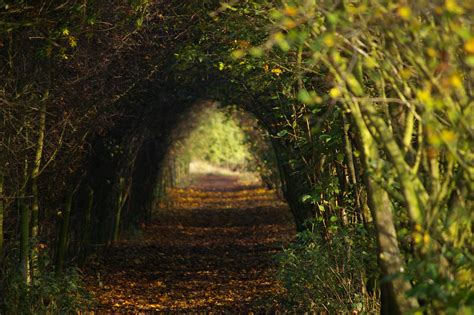 Free Images Tree Nature Forest Path Grass Walking Light Trail
