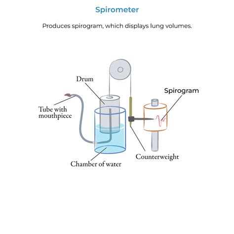 Physiology Glossary Lung Volumes And Capacities Ditki Medical