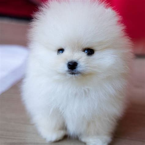 معنى الكلب الأبيض في المنام لابن سيرين موقع رييل ستورى