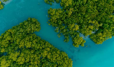 Why Protect Blue Carbon Ecosystems Ocean Generation