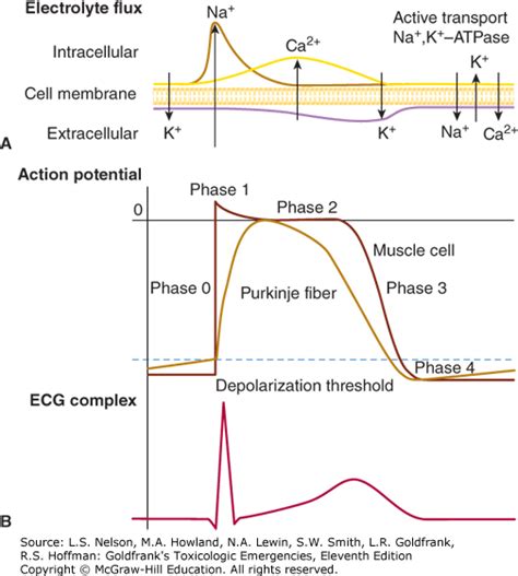 Cardiologic Principles I Electrophysiologic And Electrocardiographic