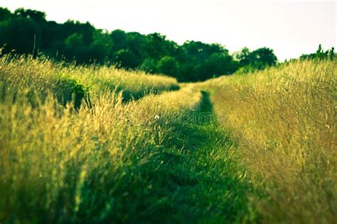 Grass Path 2 Stock Image Image Of Field Journey Park 457227