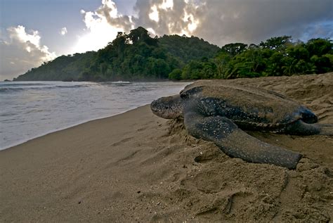Leatherback Sea Turtle Facts And Pictures
