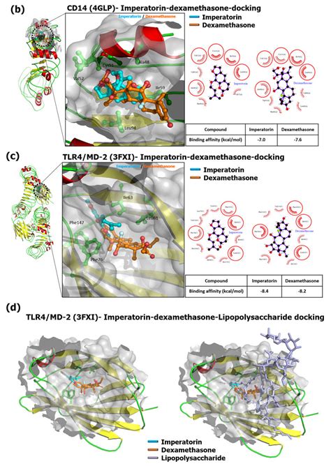 Imp Interfered With The Lbp Cd14 And Md 2 In Tlr4 Co Receptor