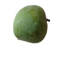 Mango Detection System Yolov8 Classification Dataset And Pre Trained Model By Mango Yolov8