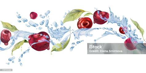 달콤하고 신맛이 나는 체리 선홍색이 물방울로 튀고 수채화로 손으로 그리고 잘 익은 붉은 정원 베리와 잎이 튀어 나옵니다 레스토랑 카페 메뉴 농민 시장 결혼식에 대 한 완벽