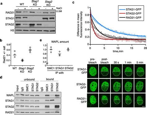 Different Chromatin Association Dynamics Of The Two Cohesin Variants A