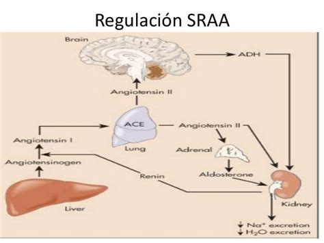 Terapia