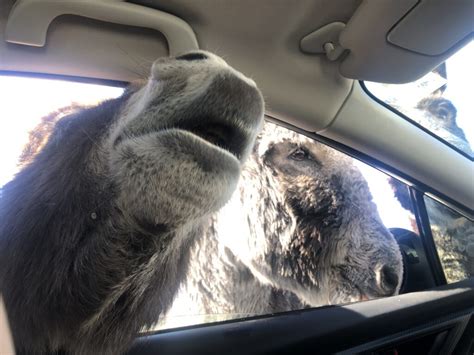 What To See While Driving The Wildlife Loop In Custer State Park In South Dakota Were In The