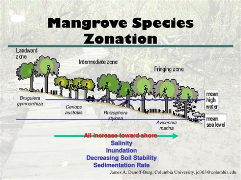 Ppt Mangrove Forests Powerpoint Presentation Free Download Id 1730462