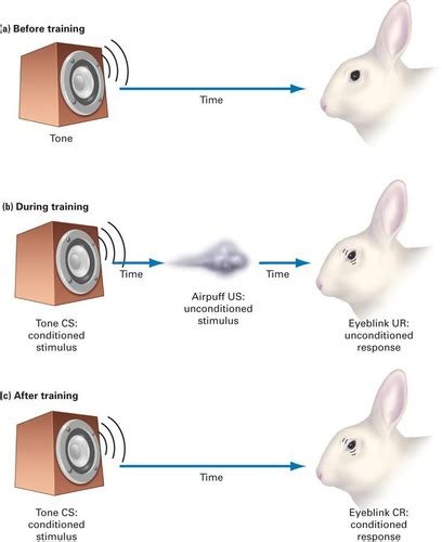 Classical Conditioning Principles In Psychology Classical Conditioning