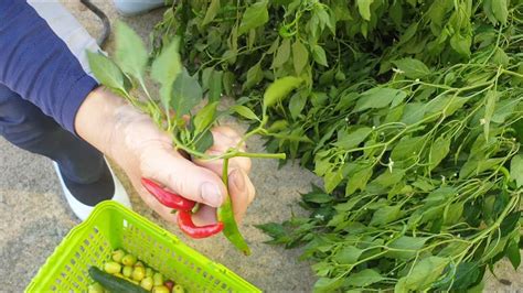 청양고추수확 고추잎따기 어슬픈농부 초보농군 마지막 고추수확 한여름 매운고추 오이고추 어슬픈농군 초보농부 고생많았어요~ Cheongyang Red Pepper Harvest