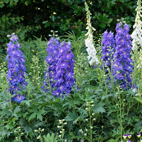 Summer Nights Dwarf Delphinium Plant Addicts Summer Nights Dwarf Delphinium Plant Addicts