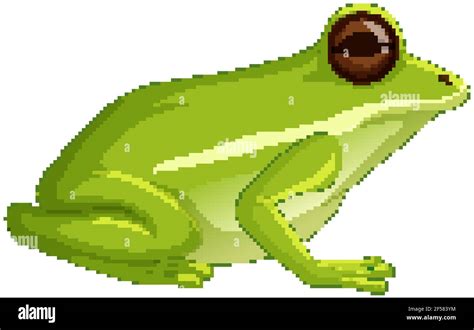Green Tree Frog Sitting Isolated On White Background Illustration Stock
