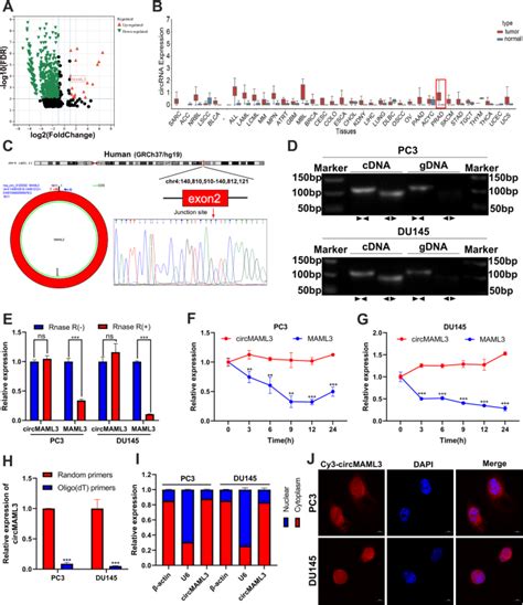 一种新型环状rna Circmaml3通过调节mir 665mapk8ip2轴促进前列腺癌的肿瘤进展cell Death Discovery X Mol