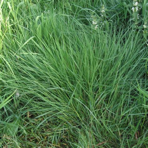 Common Bent Agrostis Capillaris Plant Care And How To Grow Water