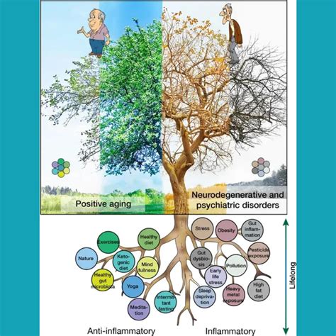 Fatores De Risco E Proteção Para Neuroinflamação E Suas Contribuições